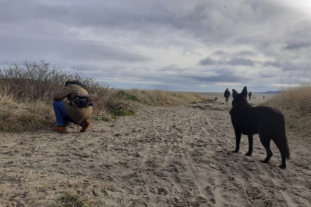 Dog Owners Don’t Understand the Damage a Single Poo Can Do to a Bathing ...
